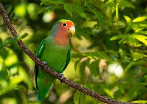 Lovebirds - Everything You Need to Know