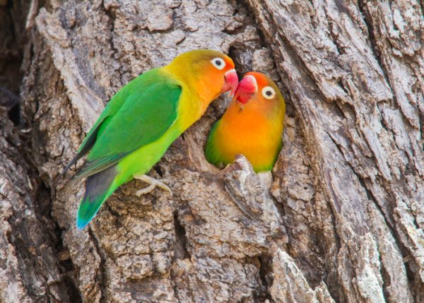 Lovebirds - Everything You Need to Know