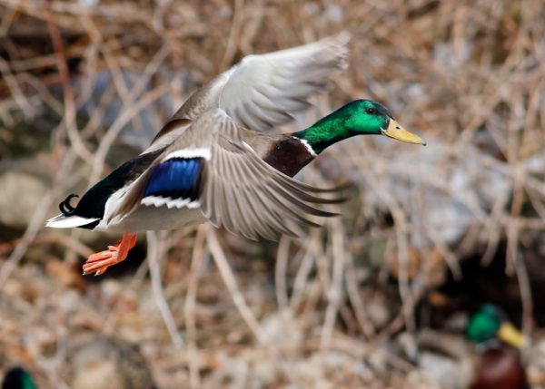 Mallard Ducks - Get to Know More About These Flying Wild Ducks