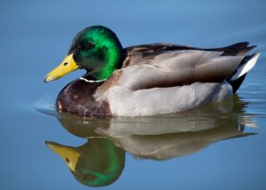 Mallard Ducks - Get to Know More About These Flying Wild Ducks
