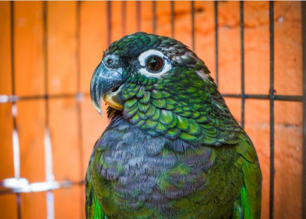 14 Low-Maintenance Pet Birds You Can Easily Adopt - The Happy Chicken Coop