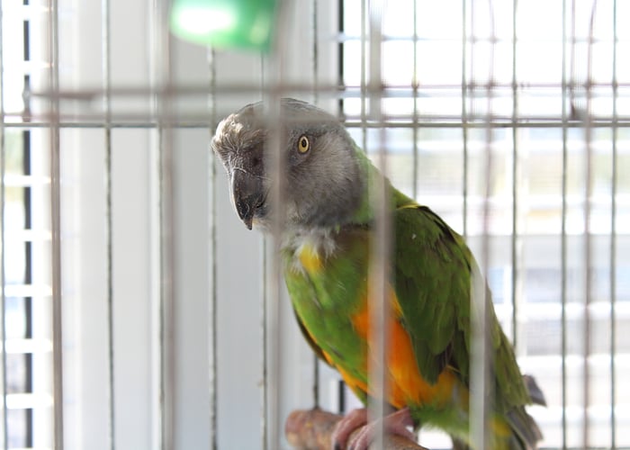 Senegal Parrot - Everything You Need to Know Senegal Parrot - Everything You Need to Know
