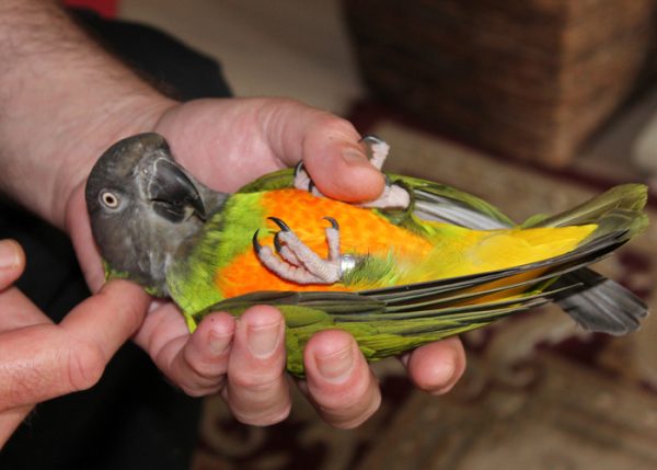Senegal Parrot - Everything You Need to Know