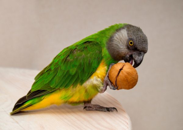 Senegal Parrot - Everything You Need to Know