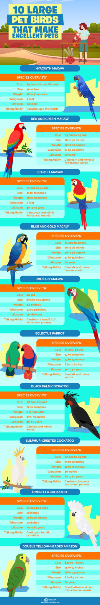 10 Large Pet Birds That Make Excellent Pets