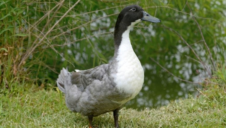 Blue Swedish Duck - Everything You Need to Know