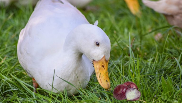 Can Ducks Eat Onions? - The Good and The Risks