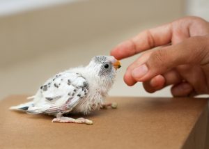 How to Tame a Bird — A Taming Guide for Scared Avians