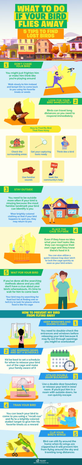 What To Do If Your Bird Flies Away - 5 Tips to Find Lost Birds