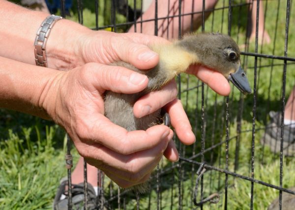 Blue Swedish Duck - Everything You Need to Know