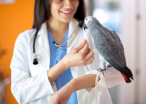How to Make a Bird Hospital Cage - A Guide for Avian Owners