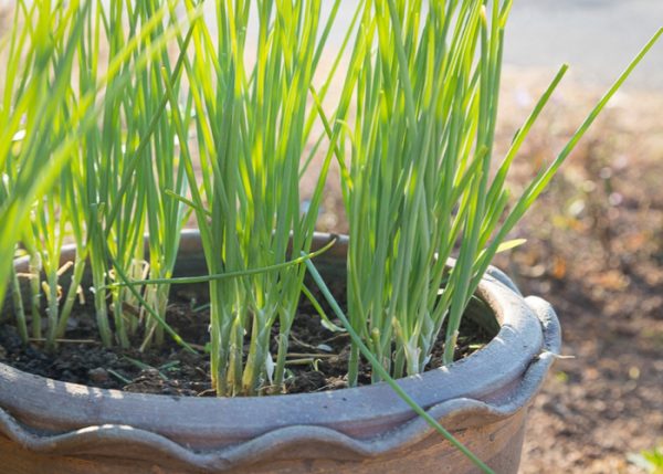 Can Ducks Eat Onions? - The Good and The Risks