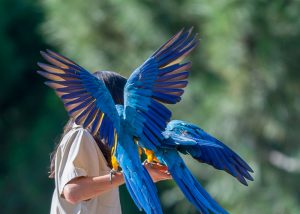Clipping Bird Wings: A Comprehensive Guide