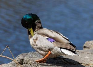 Common Parasites in Ducks - The Happy Chicken Coop