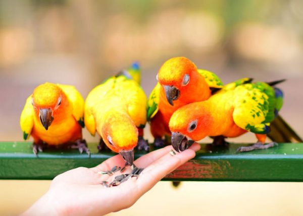 Healthy Snacks For Your Pet Bird - The Happy Chicken Coop