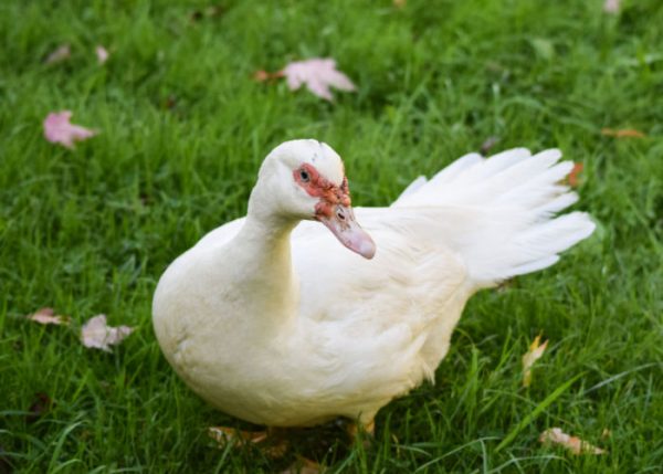 Free-Range Ducks: Pros and Cons - The Happy Chicken Coop