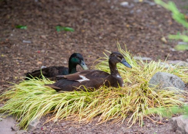 Free-Range Ducks: Pros and Cons - The Happy Chicken Coop
