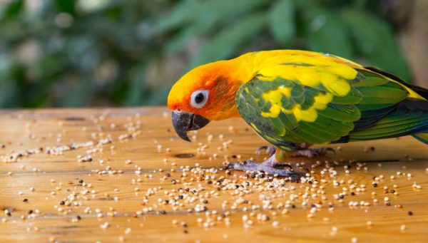 Healthy Snacks For Your Pet Bird - The Happy Chicken Coop