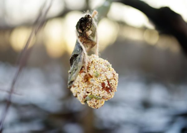 Healthy Snacks For Your Pet Bird - The Happy Chicken Coop