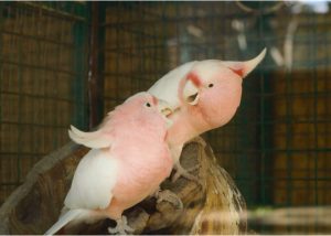 The Pros and Cons of Getting a Second Bird