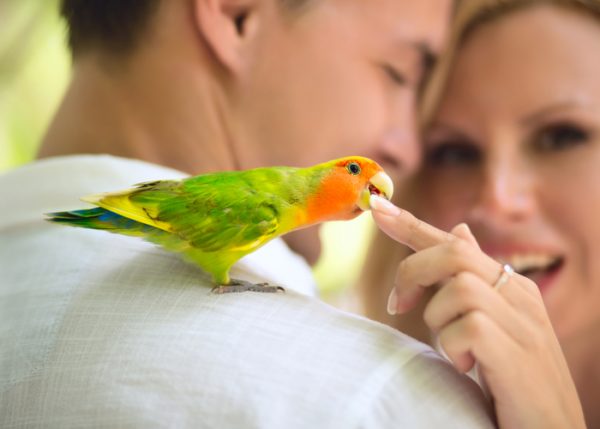 How to Discipline a Bird—A Comprehensive Guide for Bird Owners