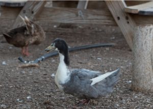 Blue Swedish Duck - Everything You Need to Know