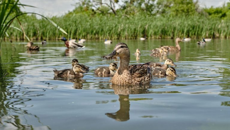 Wild Duck Breeds - The Happy Chicken Coop