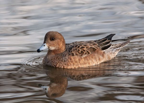 Wild Duck Breeds - The Happy Chicken Coop