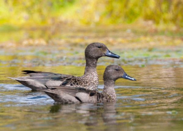 Wild Duck Breeds - The Happy Chicken Coop