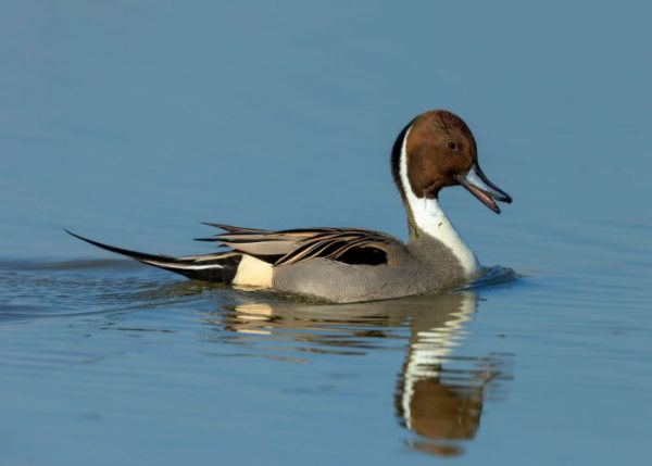 Wild Duck Breeds - The Happy Chicken Coop