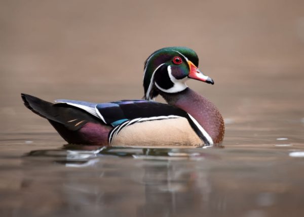 Wild Duck Breeds - The Happy Chicken Coop