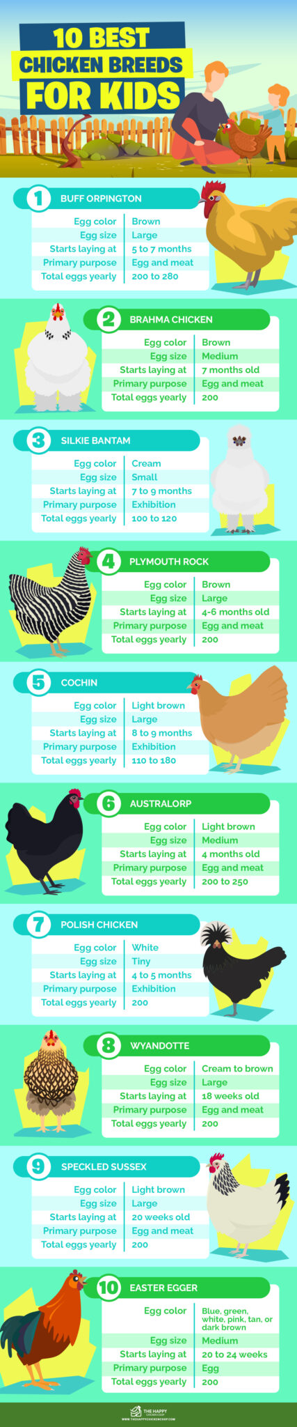 10 Best Chicken Breeds for Kids - The Happy Chicken Coop