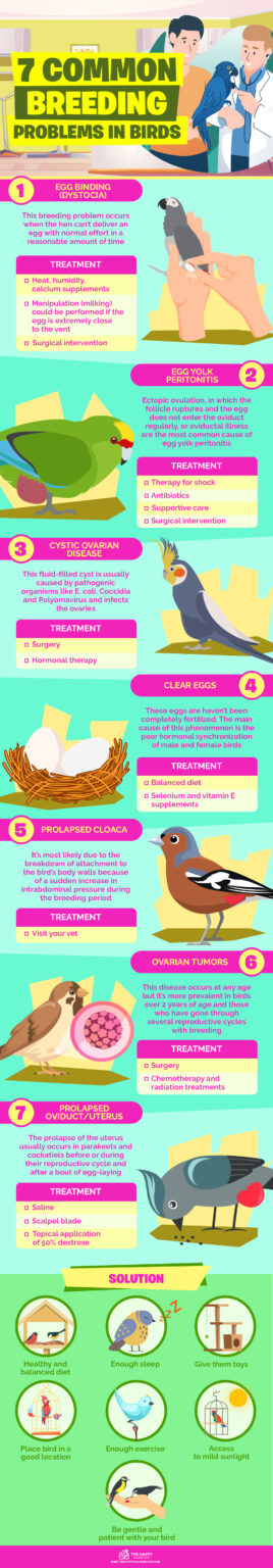 7 Common Breeding Problems in Birds