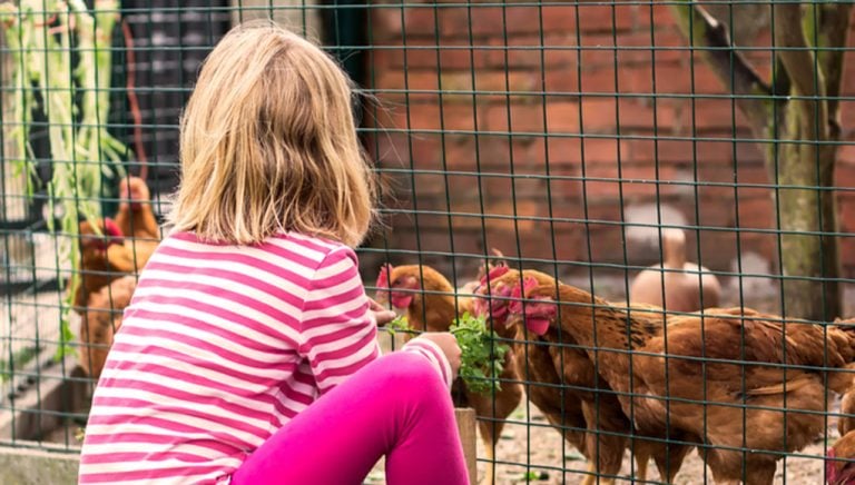 10 Best Chicken Breeds for Kids - The Happy Chicken Coop