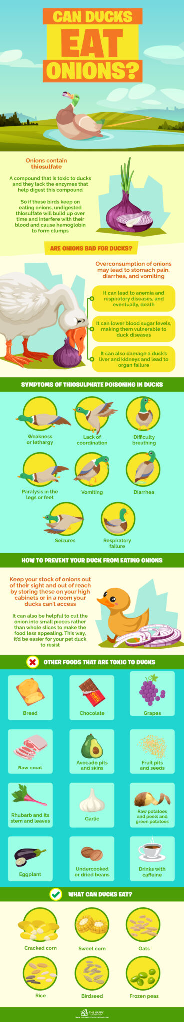 Can Ducks Eat Onions? - The Good and The Risks