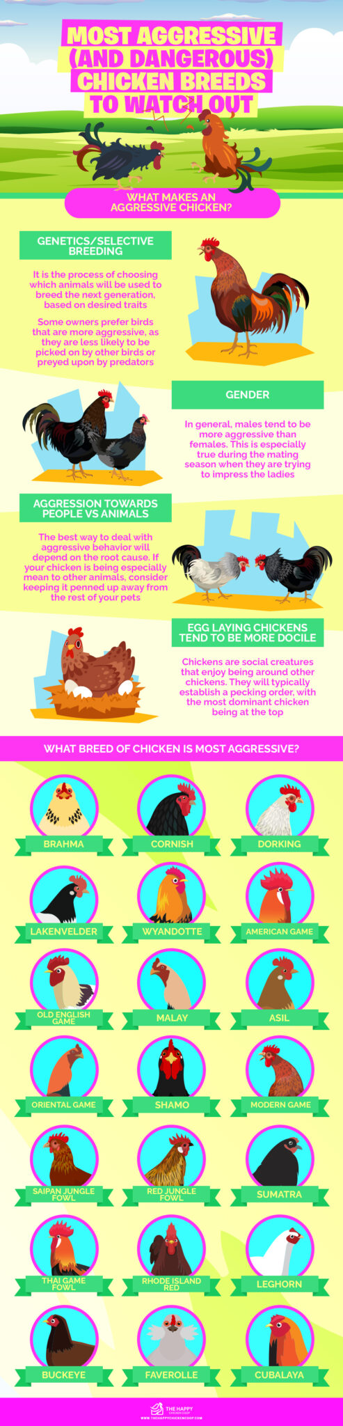 21 Most Aggressive (And Dangerous) Chicken Breeds to Watch Out
