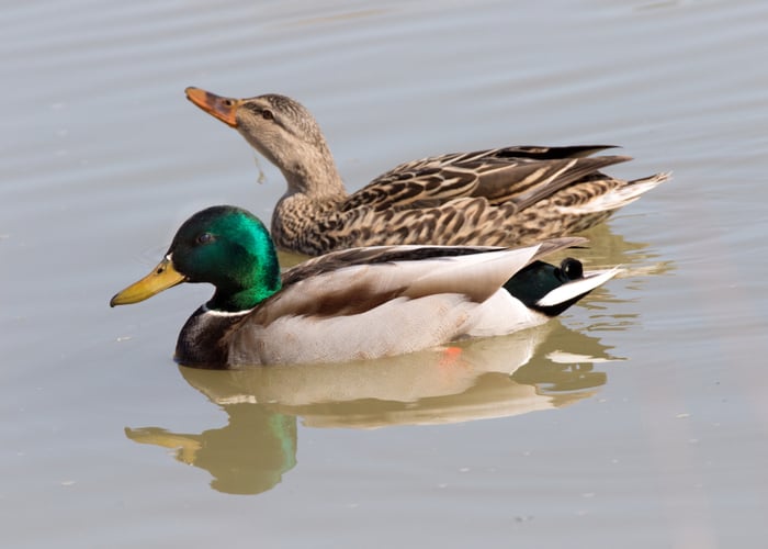 Do Ducks Need A Mate—everything You Need To Know