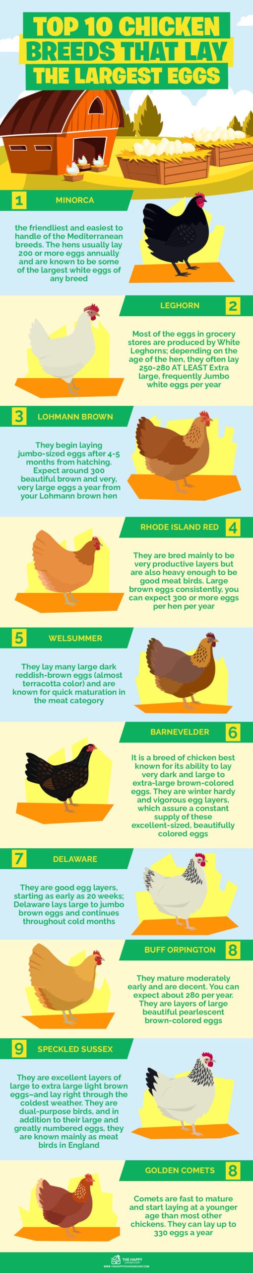 Top 10 Chicken Breeds That Lay The Largest Eggs