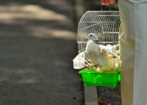 Traveling with Pet Birds: What You Need to Prepare - The Happy Chicken Coop