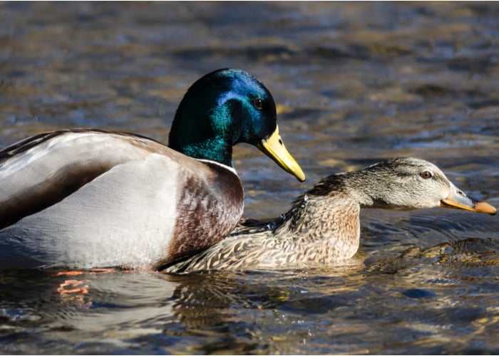 Do Ducks Need A Mate—everything You Need To Know