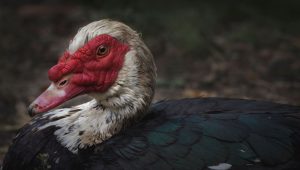 How to Care for a Sick Duck - The Happy Chicken Coop