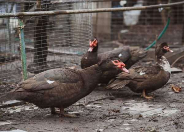 How to Care for a Sick Duck - The Happy Chicken Coop