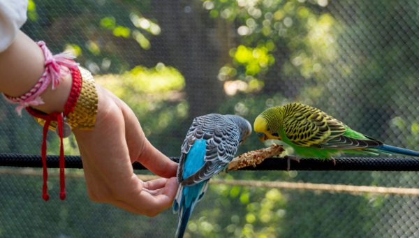 Potty Training Birds: A Beginner's Guide - The Happy Chicken Coop