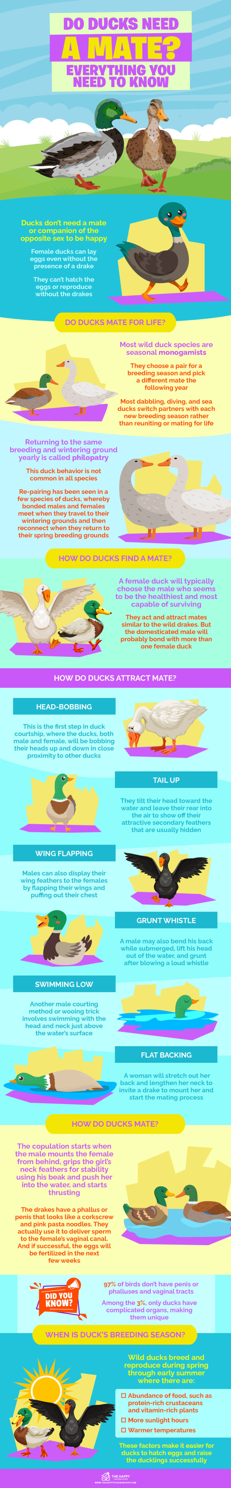 Do Ducks Need a Mate?—Everything You Need to Know
