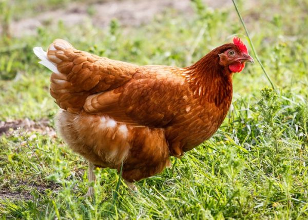 10 Popular Brown Chicken Breeds - The Happy Chicken Coop