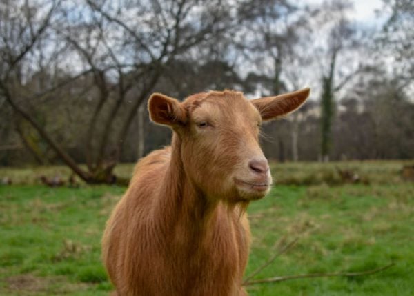 25 Long-Haired Goat Breeds - The Happy Chicken Coop