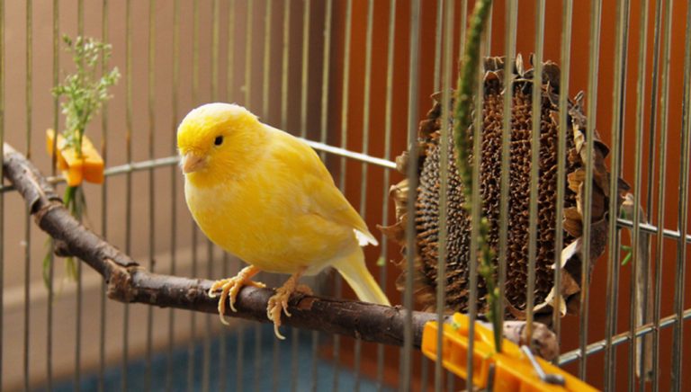 How to Quarantine Pet Birds: An Insightful Guide