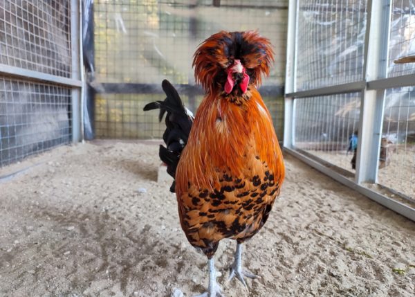 16 Best Chicken Breeds for Indoors - The Happy Chicken Coop
