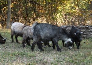 15 Best Small Goat Breeds for Pets