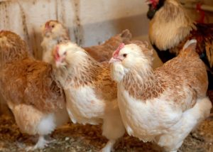 Top 8 Docile Chicken Breeds - The Happy Chicken Coop